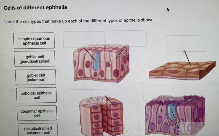 Solved Cells of different epithelia Label the cell types | Chegg.com