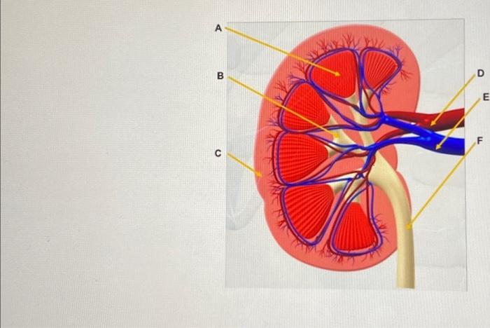 Solved label the parts of kidney | Chegg.com