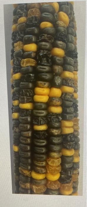 Solved D EXAMPLE of a Chi square table you can generate to | Chegg.com