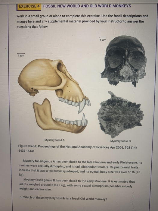 EXERCISE 4 FOSSIL NEW WORLD AND OLD WORLD MONKEYS | Chegg.com