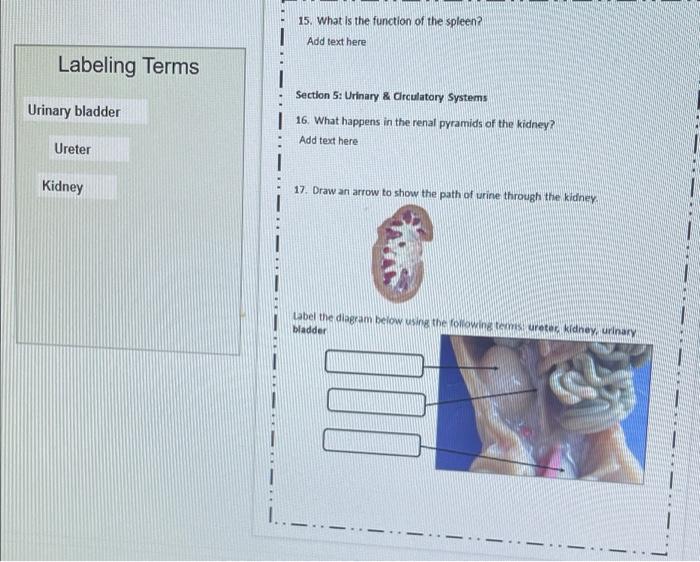 Solved Labeling Terms Urinary bladder Ureter Kidney 15. What | Chegg.com