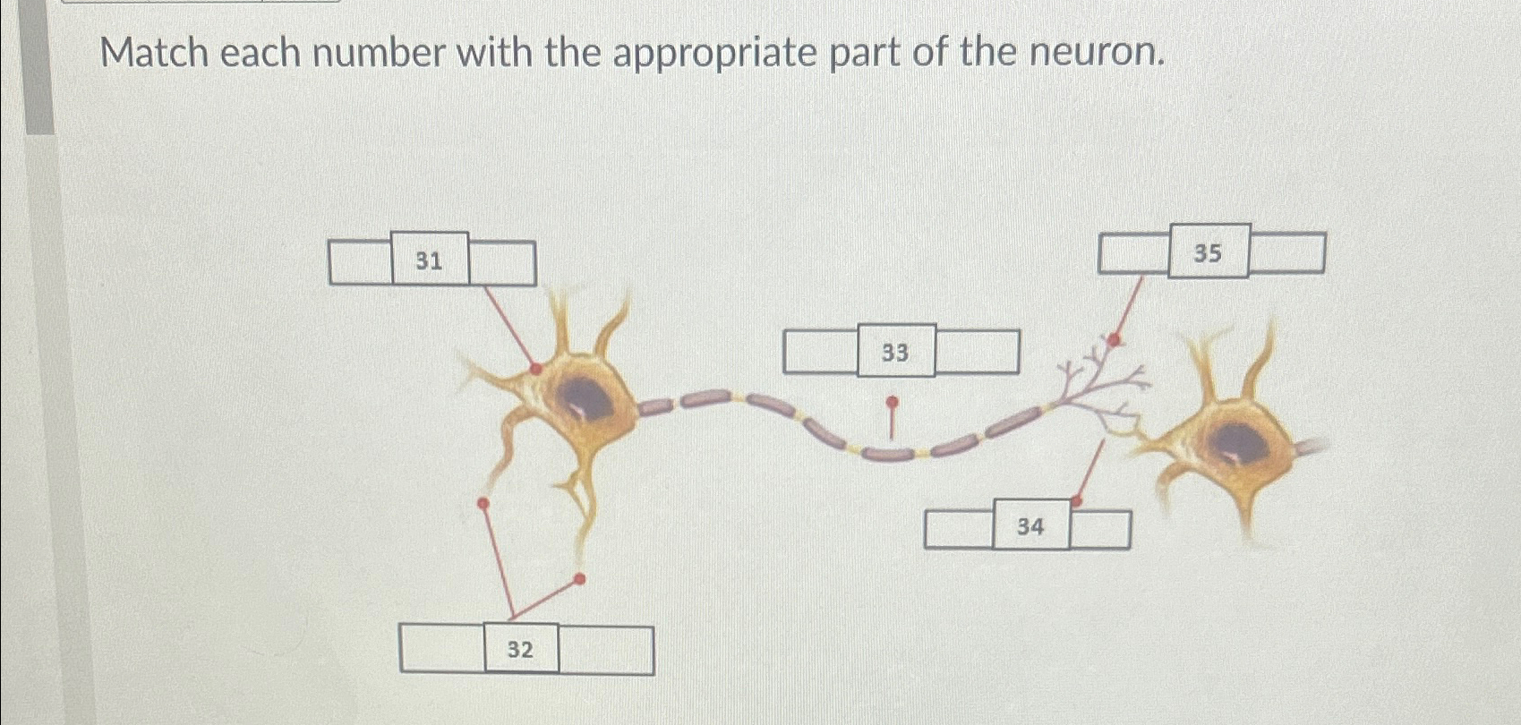 Solved Match each number with the appropriate part of the | Chegg.com