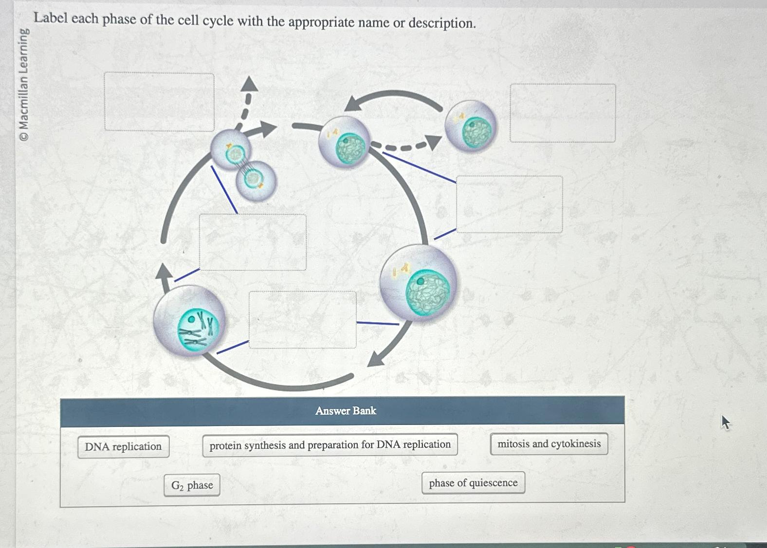 Solved Label each phase of the cell cycle with the | Chegg.com