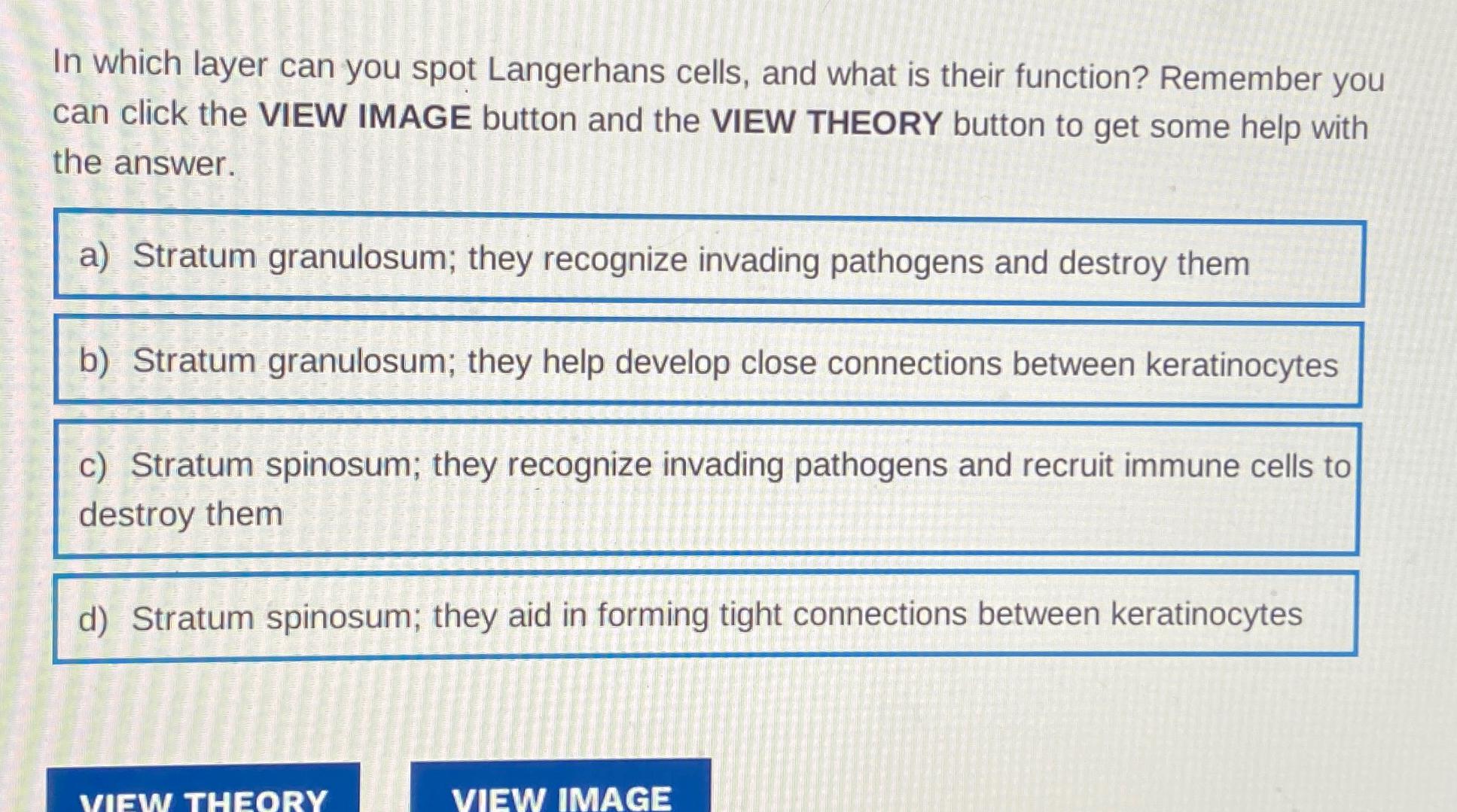 Solved In which layer can you spot Langerhans cells, and | Chegg.com