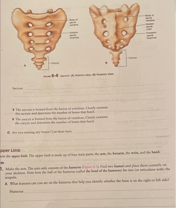 Solved Body of warna Body of acral vertebra Median acral | Chegg.com