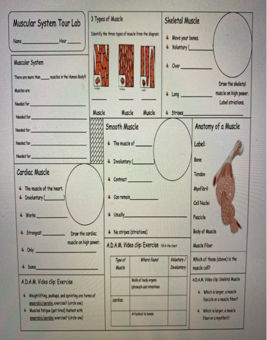 Solved Muscular System Tour Lab 3 Types of Muscle Skeletal | Chegg.com