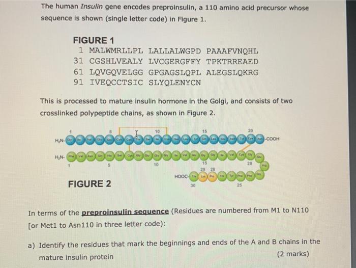 Solved The human Insulin gene encodes preproinsulin, a 110 | Chegg.com