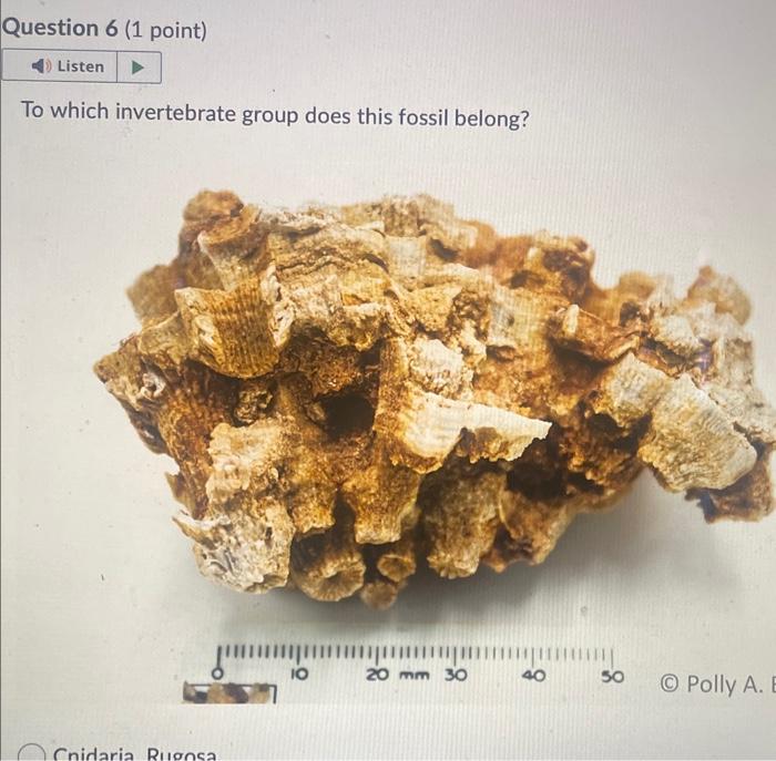 Solved To which invertebrate group does this fossil | Chegg.com