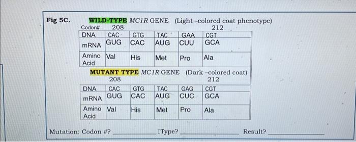 Solved Write the codon number(s) where you find each | Chegg.com