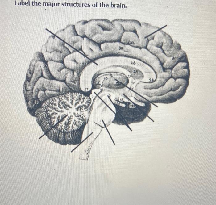 Solved Label the sulci, gyri, and lobes of the cerebrum. | Chegg.com