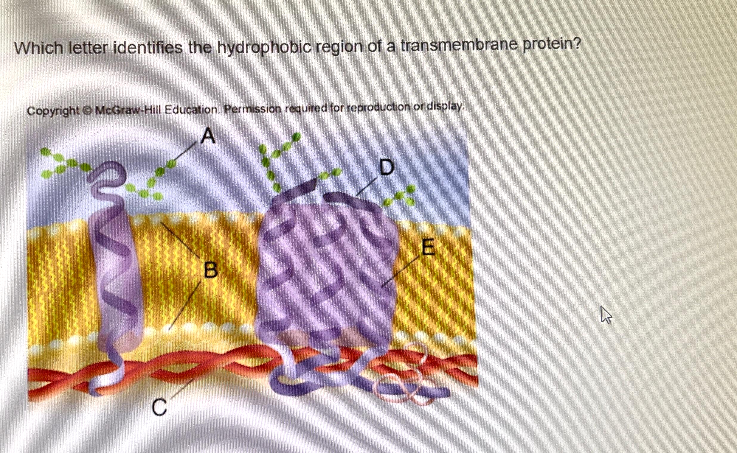 Which letter identifies the hydrophobic region of a | Chegg.com