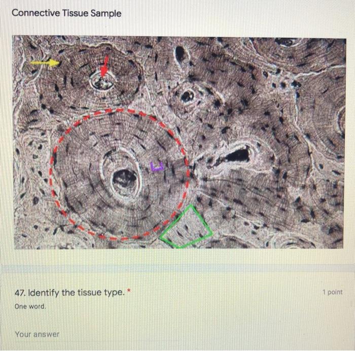 Solved Connective Tissue Sample 1 point 47. Identify the | Chegg.com