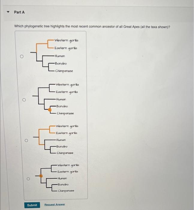 [solved] Which Phylogenetic Tree Highlights The Most Recen