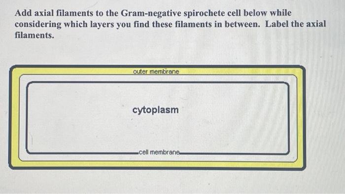Solved Add axial filaments to the Gram-negative spirochete | Chegg.com