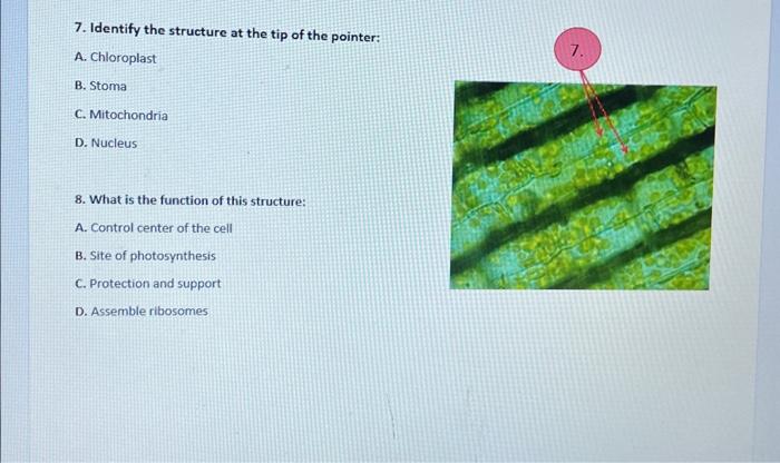 Solved 7. Identify the structure at the tip of the pointer: | Chegg.com