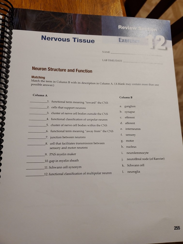 Solved Review Section Nervous Tissue Exercis NAME LAB | Chegg.com