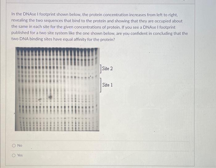 Solved In the DNAse I footprint shown below, the protein | Chegg.com