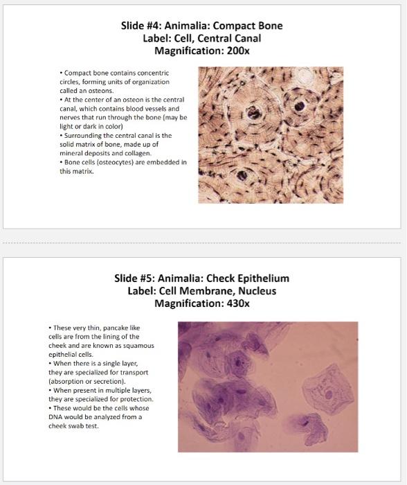 Solved Slide #10: Plantae: Elodea leaf Label: Cell Wall, | Chegg.com