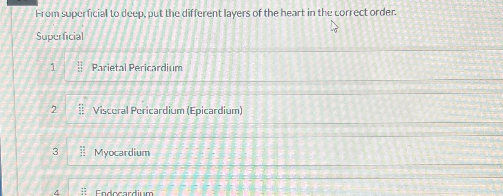 Solved From superficial to deep, put the different layers of | Chegg.com