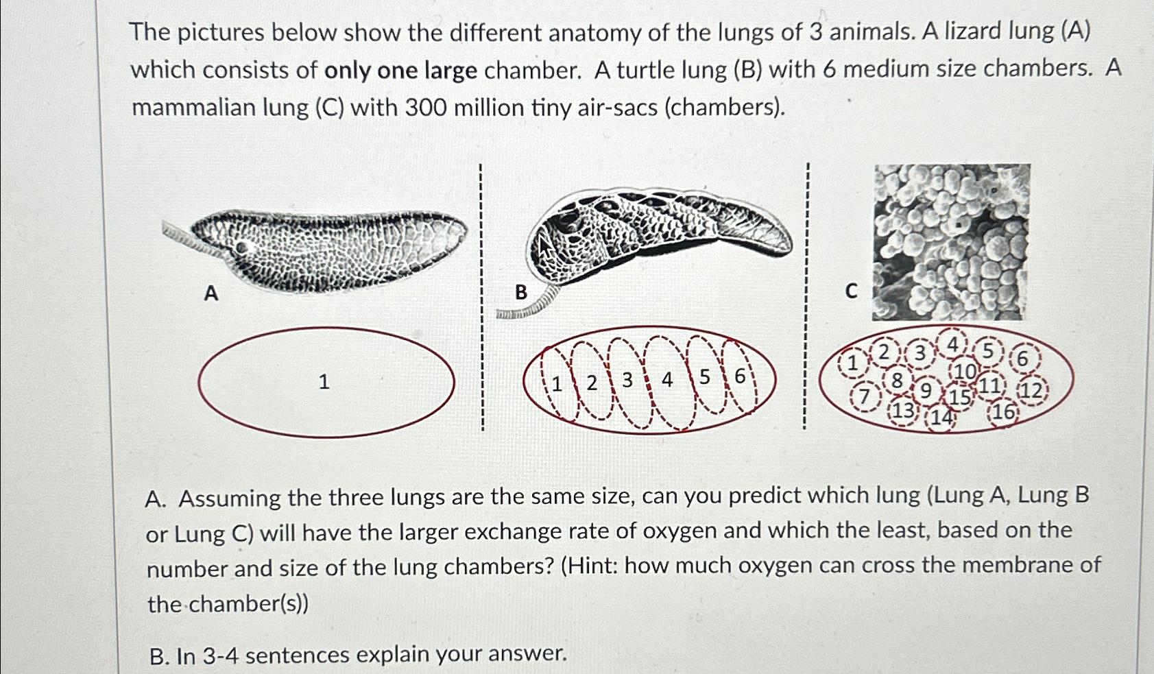 Solved The pictures below show the different anatomy of the | Chegg.com