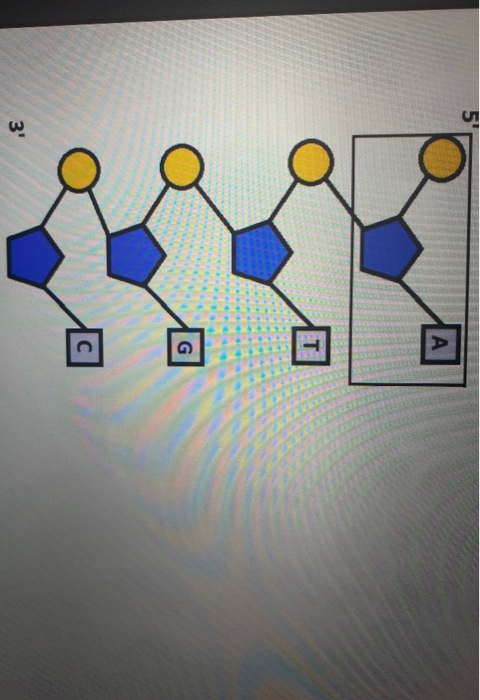 Solved 5 G 3' a) Draw the complementary strand of an RNA | Chegg.com