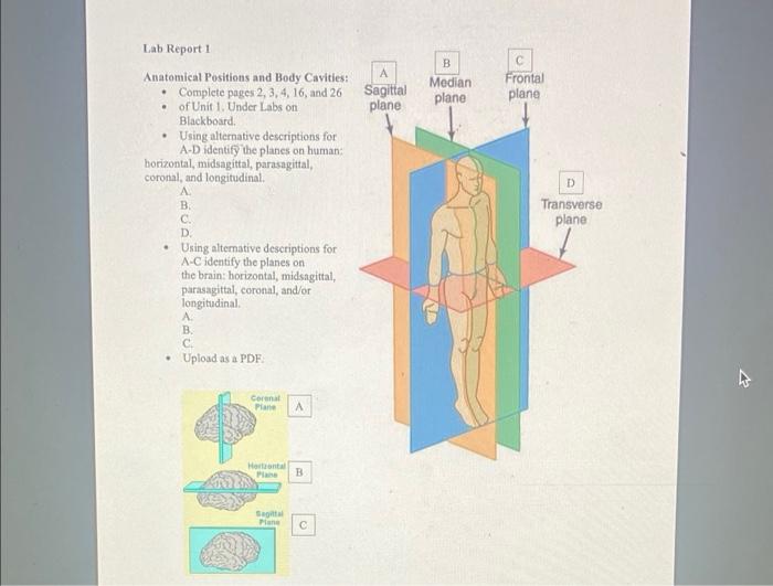 Solved Lab Report 1 B A С Frontal plane Median plane | Chegg.com