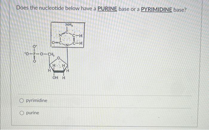 Solved Does the nucleotide below have a PURINE base or a | Chegg.com