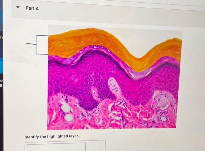 Solved Identify the highlighted layer. | Chegg.com
