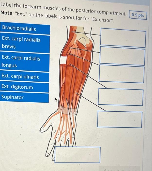 Solved Label the forearm muscles of the posterior | Chegg.com