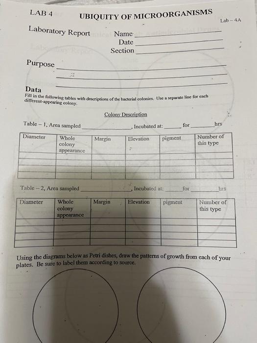 LAB 4 UBIQUITY OF MICROORGANISMS Lab-4A Laboratory | Chegg.com
