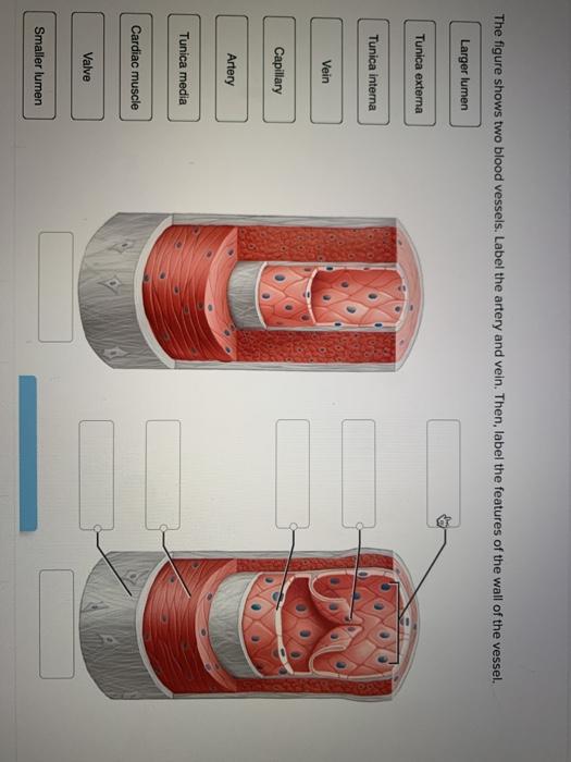 Solved The figure shows two blood vessels. Label the artery | Chegg.com