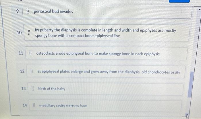 Solved HW 7-Bone Formation Arrange the steps of endochondral | Chegg.com