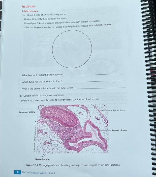 Solved Activities 1. Microscopy a. Obtain a slide of an | Chegg.com