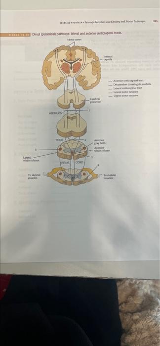 FIGURE 14.20 Direct (pyramidal) pathways: lateral and | Chegg.com