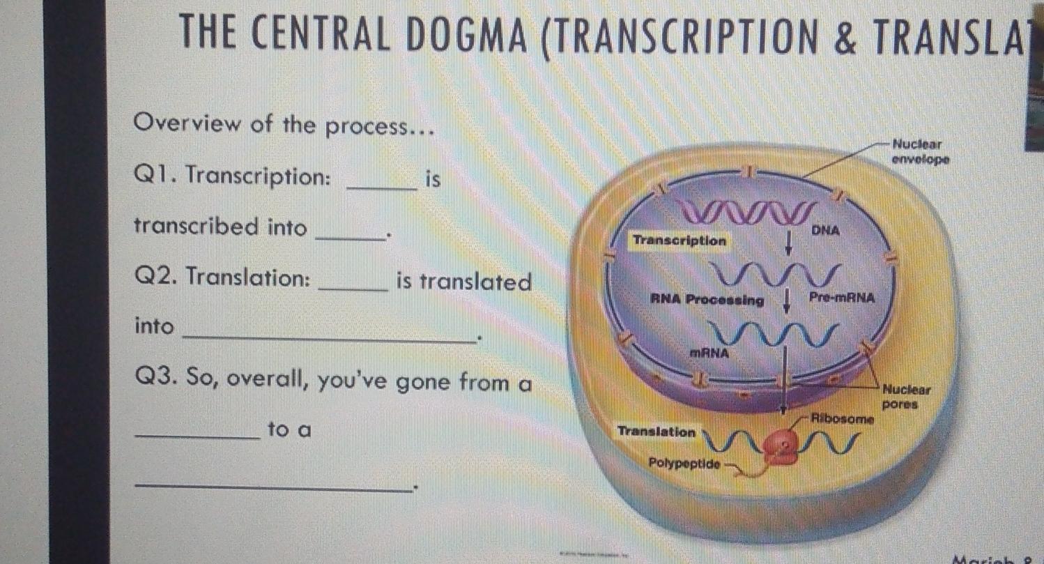 Solved THE CENTRAL DOGMA (TRANSCRIPTION & TRANSLAOverview of | Chegg.com