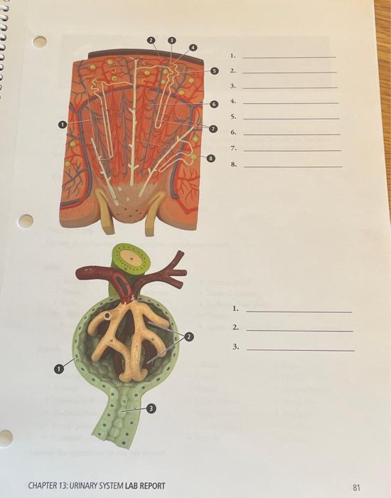 1. 2. 3. 4. 5. 6. 7+ 8. 1. 2. 3. CHAPTER 13: URINARY | Chegg.com