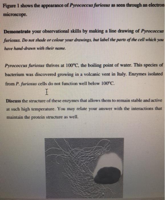 Solved Figure 1 shows the appearance of Pyrococcus furiosus | Chegg.com