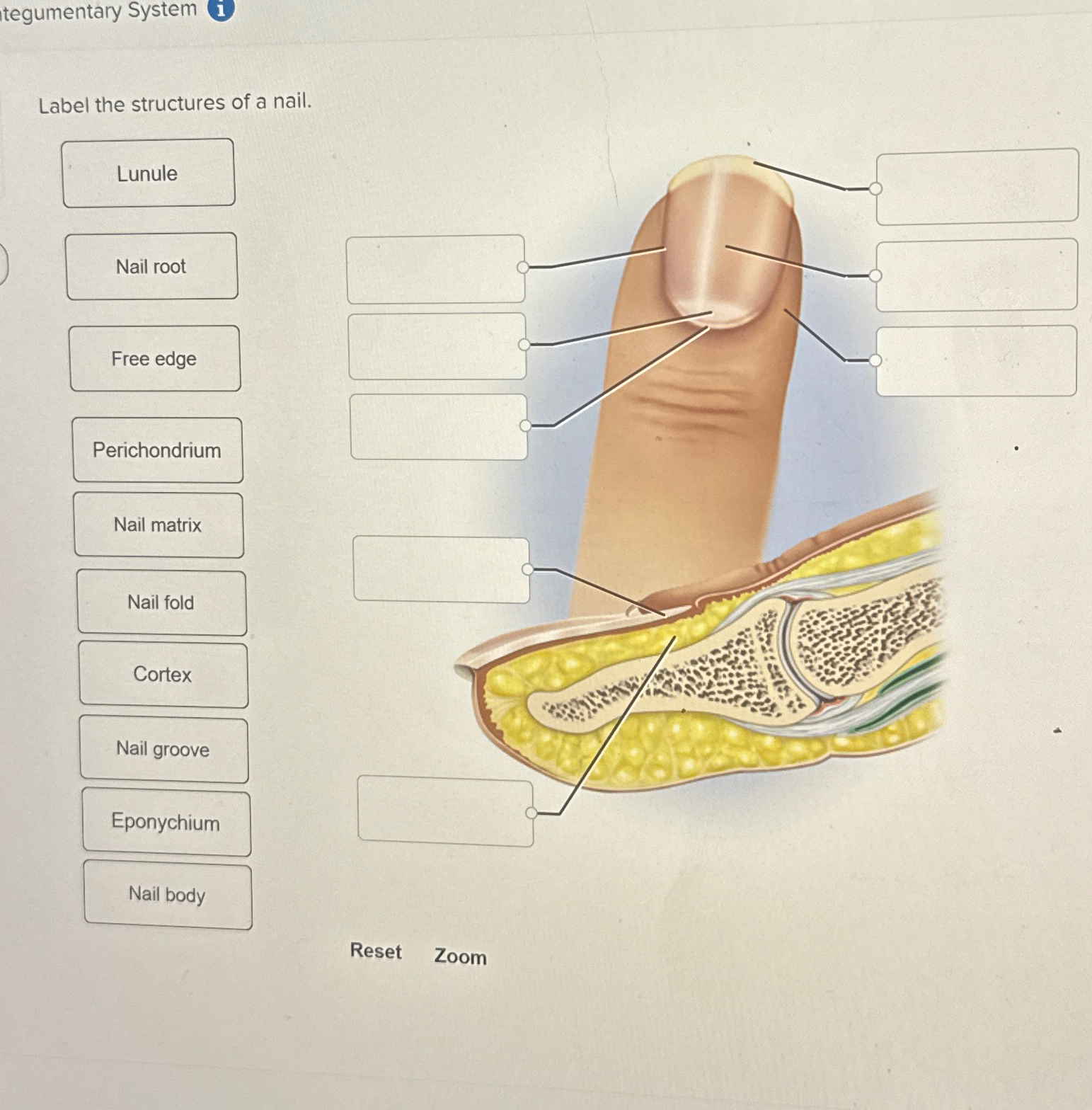 Solved tegumentary SystemLabel the structures of a | Chegg.com