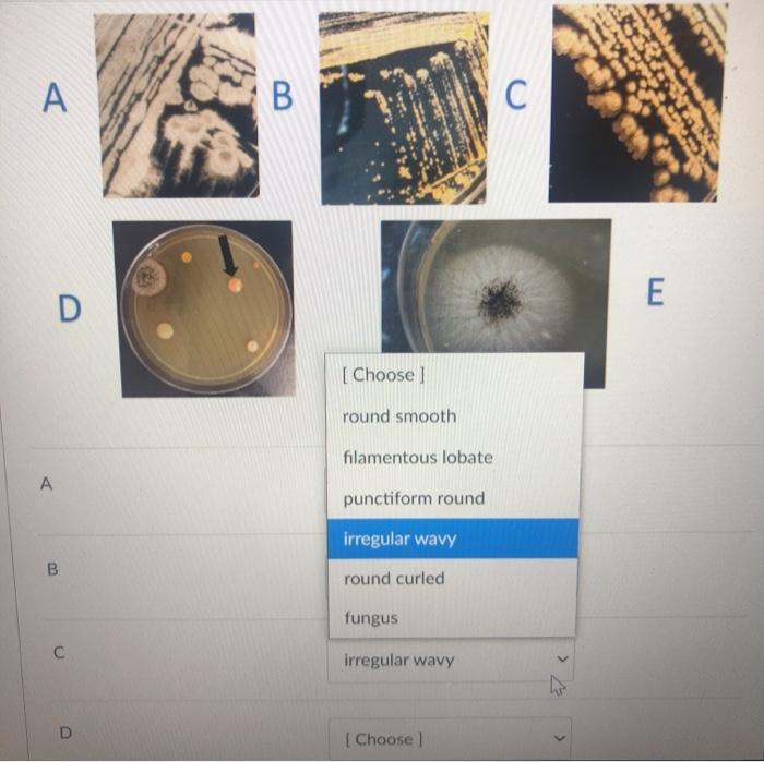 Solved A B С E D [Choose round smooth filamentous lobate A | Chegg.com