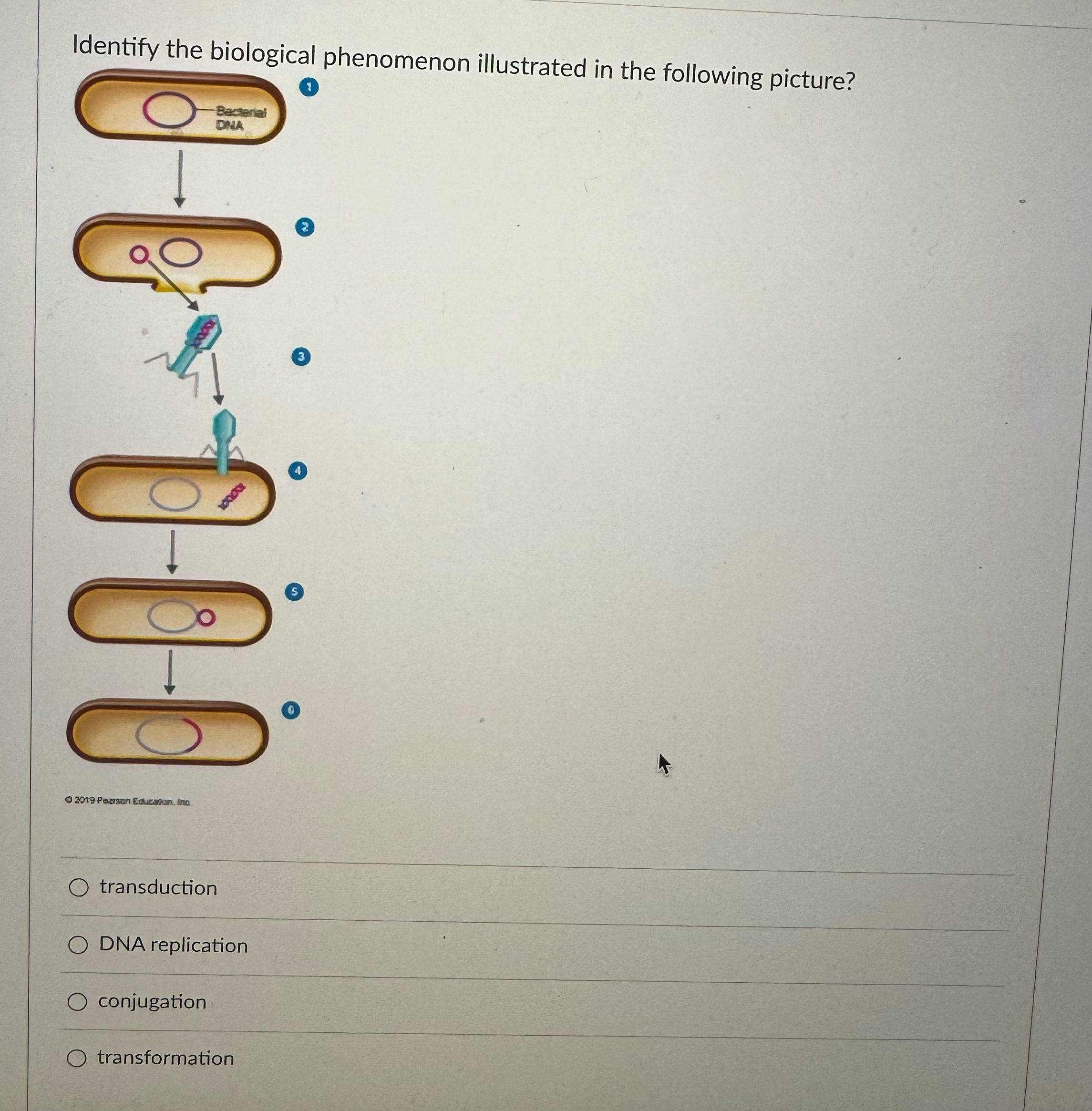 Identify the biological phenomenon illustrated in the | Chegg.com