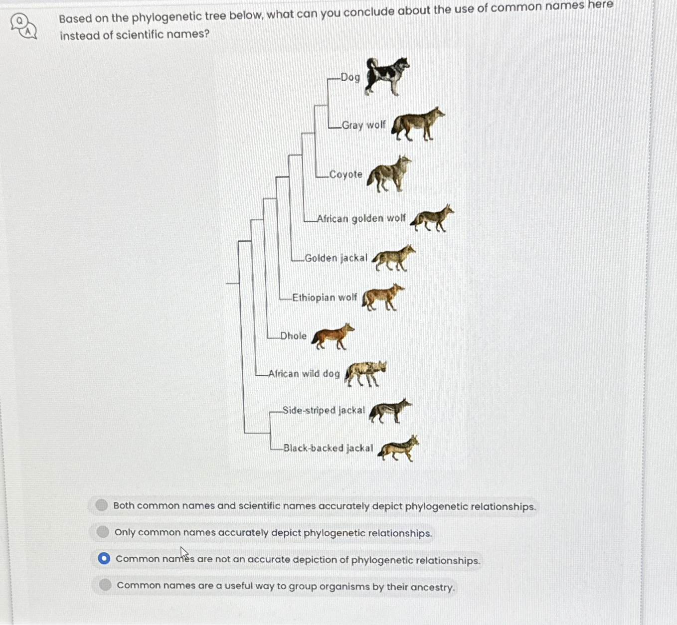 Solved Q Based on the phylogenetic tree below, what can you | Chegg.com