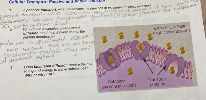 Solved Cellular Transport: Passive and Active Transport e | Chegg.com