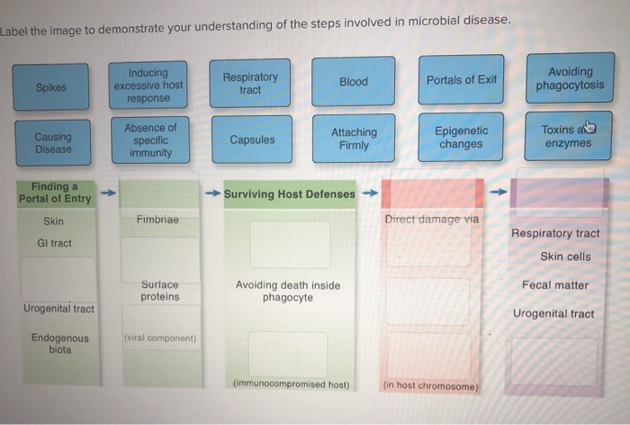 Solved Label the image to demonstrate your understanding of | Chegg.com Solved Label the image to demonstrate your understanding of | Chegg.com