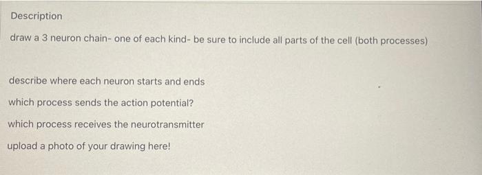 Solved Description draw a 3 neuron chain-one of each kind-be | Chegg.com