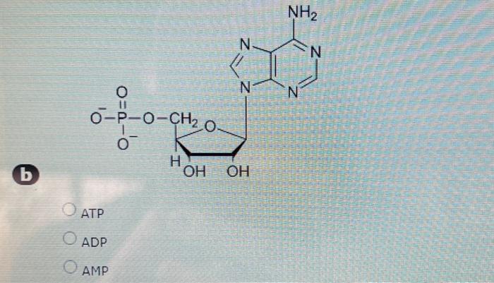 Identify each of the following molecules: B ATP ADP | Chegg.com