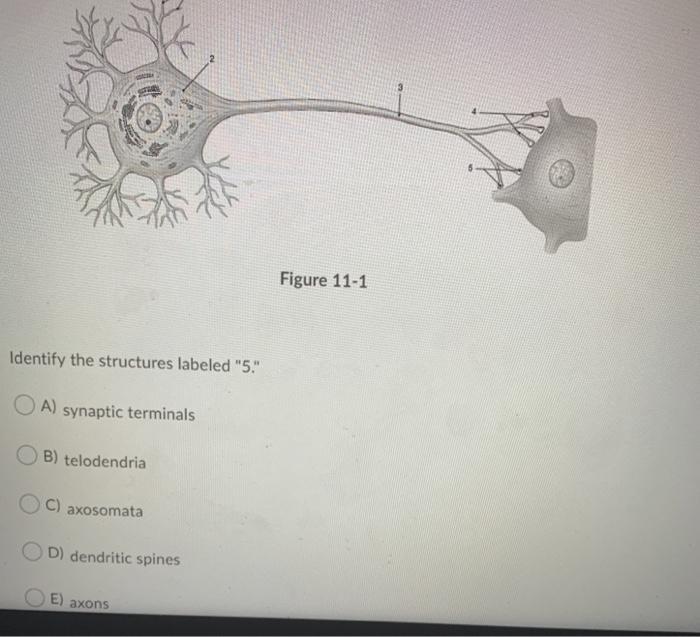Solved Figure 11-1 Identify the structures labeled "5." O A | Chegg.com