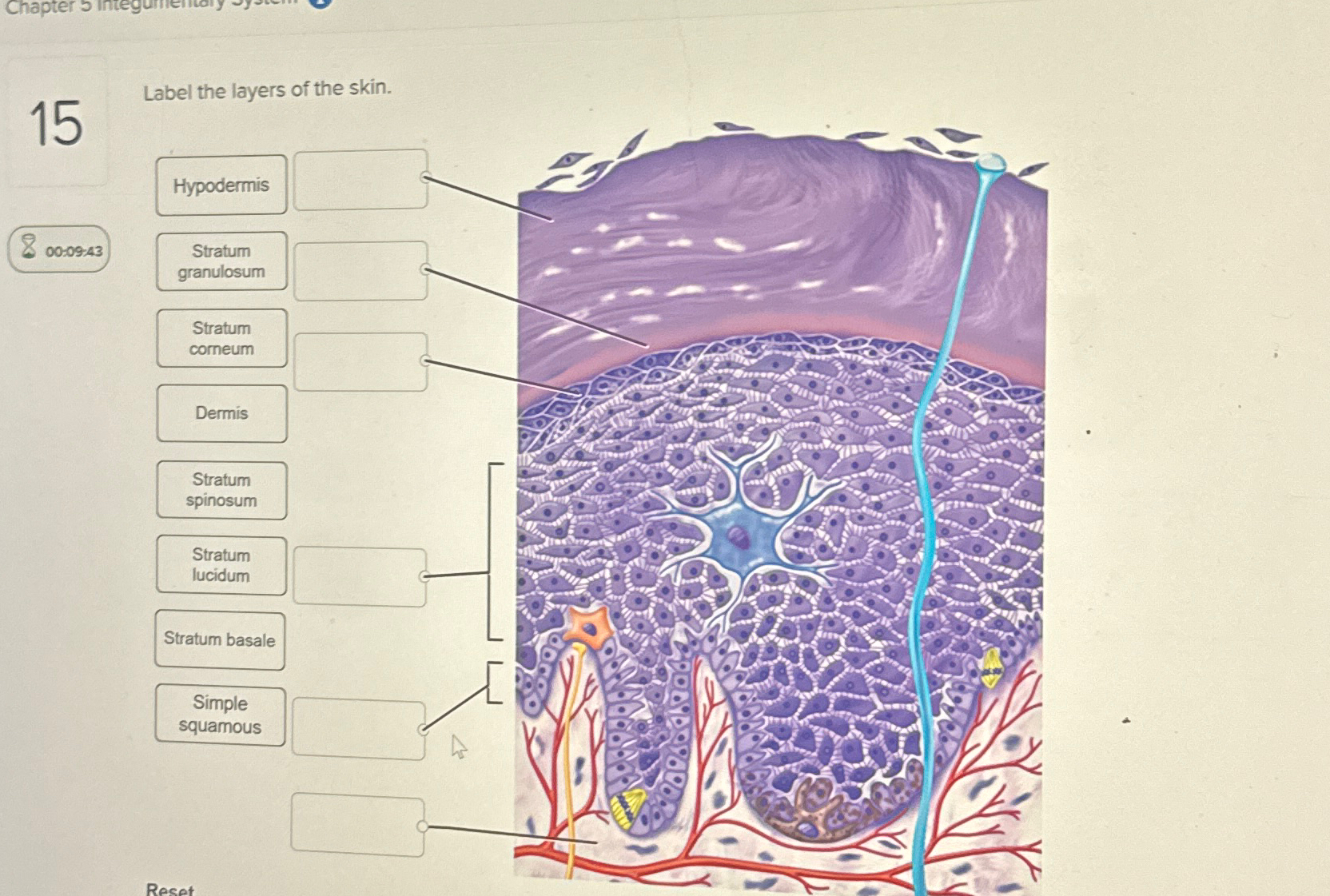 Solved 15Label the layers of the skin.00:09-43 | Chegg.com