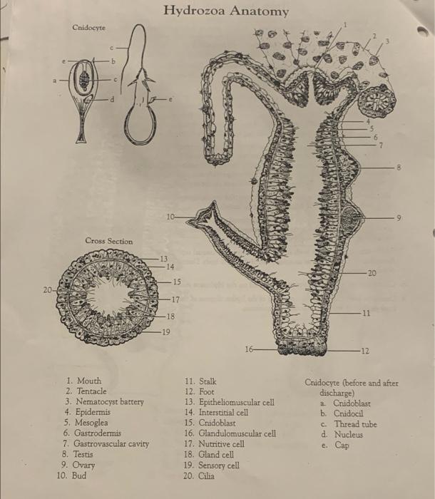 Solved Sponge Anatomy 2 3 12 7 В 9 3 10 2 11 13 d Am 14 11. | Chegg.com