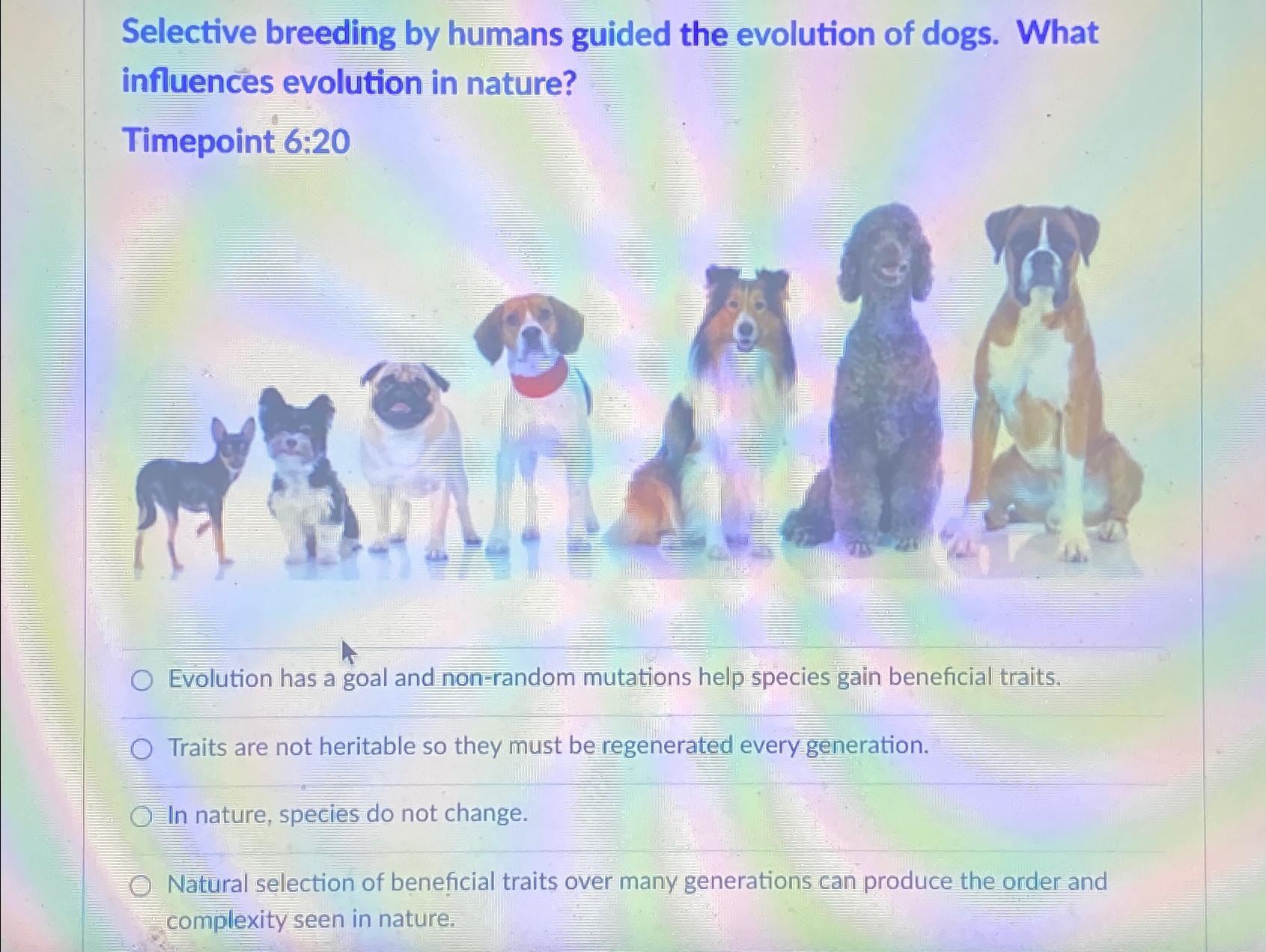 Solved Selective breeding by humans guided the evolution of | Chegg.com