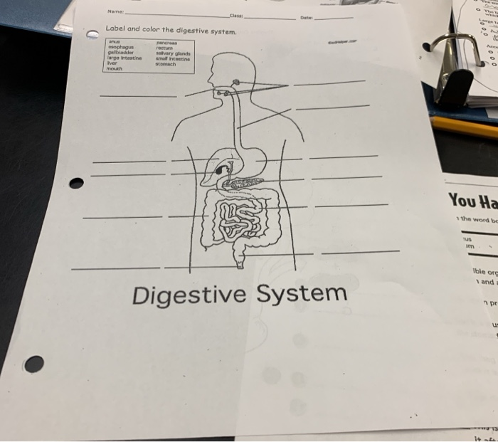 Solved Or Label and color the digestive system salvary | Chegg.com
